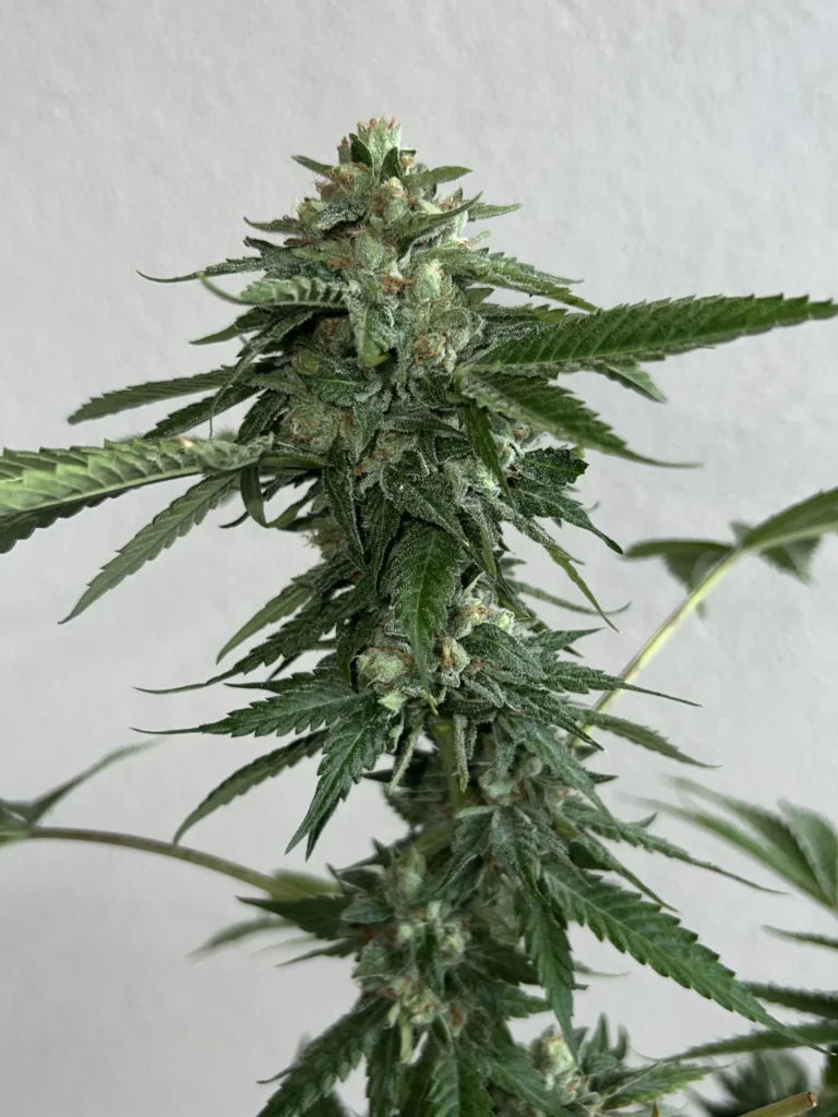 Hawaiian Dream – Sinful Cut (Sticky Fingers / Deep Green x Ziplock ...
